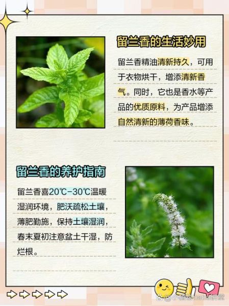哪种薄荷最适合做菜_留兰香和胡椒薄荷区别-第3张图片-山城妙识 哪种薄荷最适合做菜_留兰香和胡椒薄荷区别-第3张图片-山城妙识
