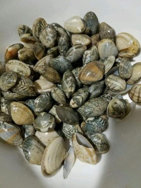 花蛤蜊是海鲜吗_花蛤蜊属于什么类-第3张图片-山城妙识