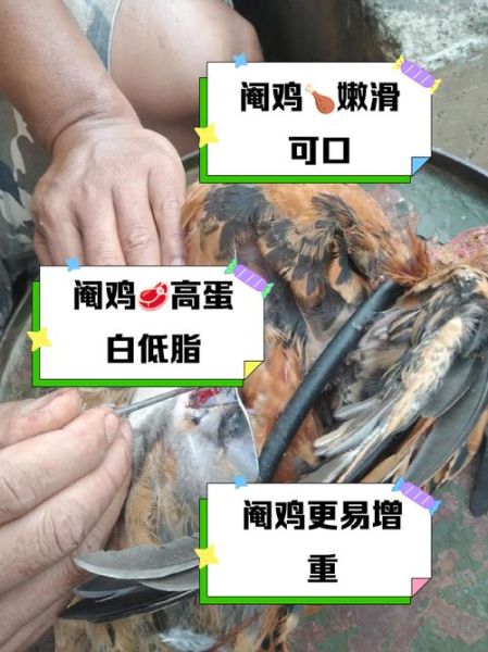 阉鸡的营养价值及功效_阉鸡和公鸡营养区别-第1张图片-山城妙识