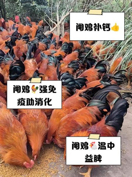 阉鸡的营养价值及功效_阉鸡和公鸡营养区别-第2张图片-山城妙识