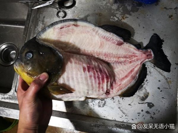 水虎鱼吃什么_水虎鱼会攻击人吗-第1张图片-山城妙识