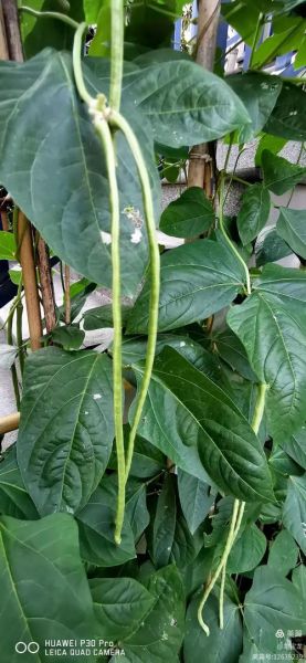 豆角网好看电视剧有哪些_豆角网电视剧排行榜前十名-第3张图片-山城妙识