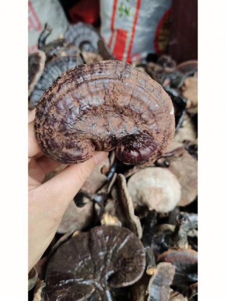 野生灵芝图片真假鉴别_野生灵芝价格多少钱一斤-第2张图片-山城妙识