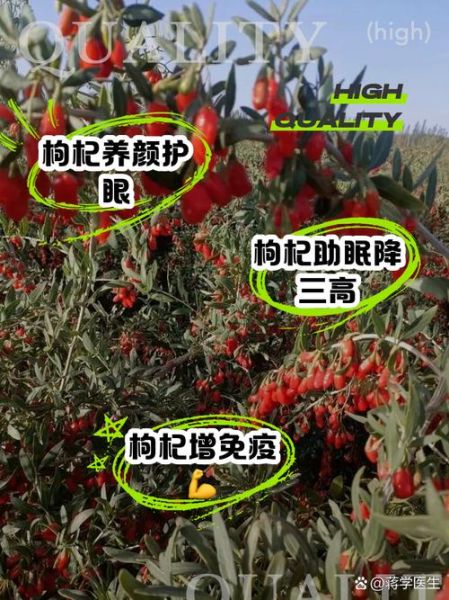 枸杞一天吃多少粒为宜_过量有什么副作用-第3张图片-山城妙识