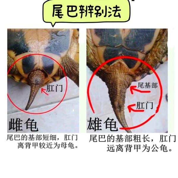 乌龟怎么分公母_乌龟公母对比图片解析-第1张图片-山城妙识 乌龟怎么分公母_乌龟公母对比图片解析-第1张图片-山城妙识