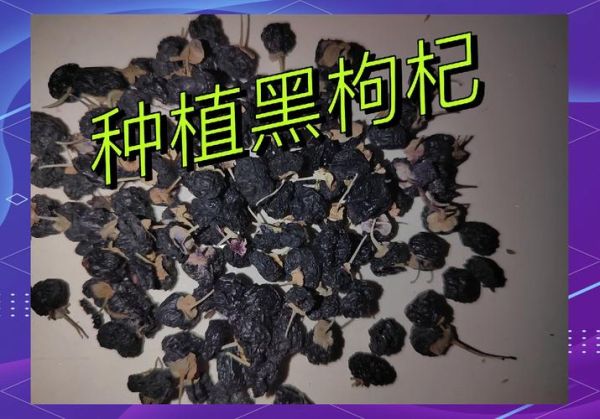 黑枸杞多少钱一斤2020_2020年黑枸杞价格行情-第2张图片-山城妙识