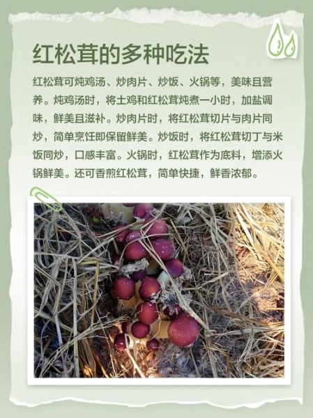 红松茸图片大全_红松茸和松茸的区别-第3张图片-山城妙识