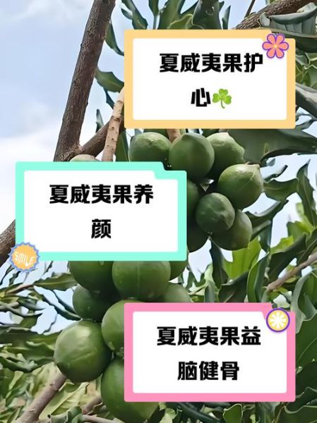 夏威夷果的功效与作用_每天吃多少合适-第1张图片-山城妙识