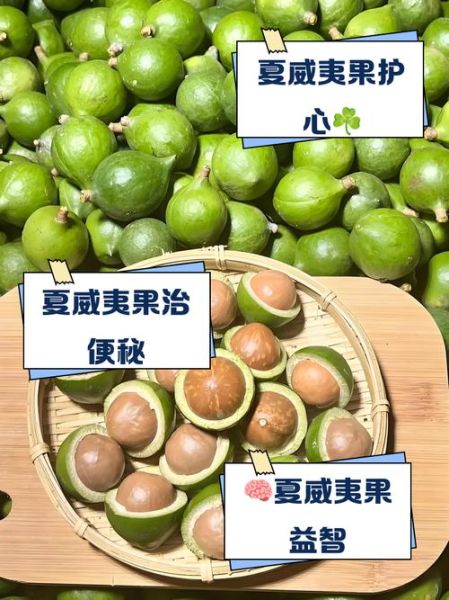 夏威夷果的功效与作用_每天吃多少合适-第3张图片-山城妙识