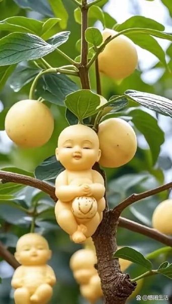 人参果树长什么样_人参果树图片真实吗-第2张图片-山城妙识