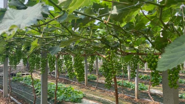 葡萄大棚一亩投资多少钱_葡萄大棚成本明细-第3张图片-山城妙识