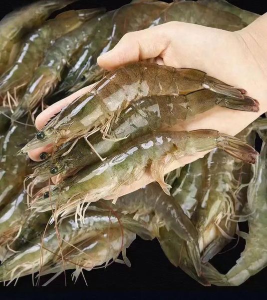 基围虾是海鲜吗_基围虾属于淡水还是海水-第2张图片-山城妙识