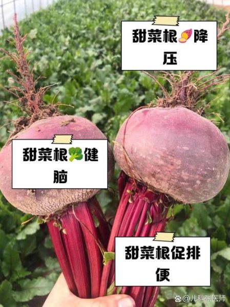 甜菜根禁忌人群_甜菜根哪些人不能吃-第3张图片-山城妙识