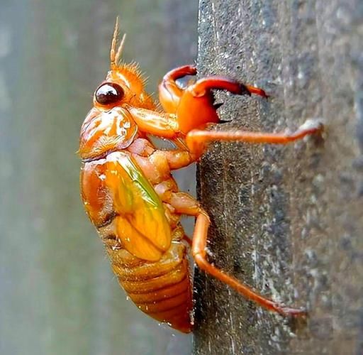 知了猴图片大全大图_知了猴高清图鉴-第1张图片-山城妙识