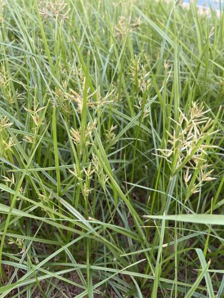 香附子长什么样_香附子图片特征识别-第1张图片-山城妙识