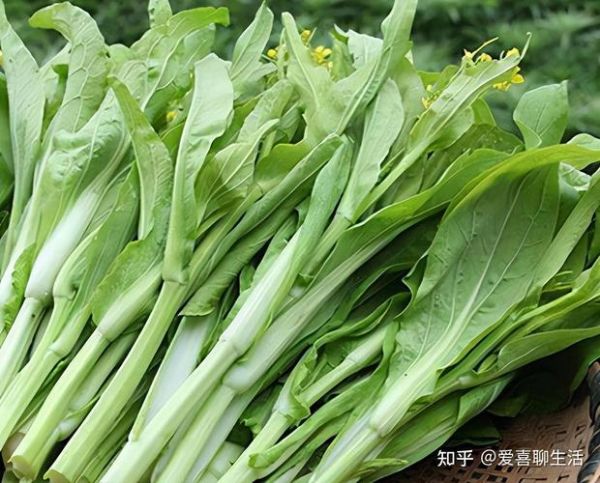 降火最快的蔬菜有哪些_吃什么蔬菜去火最快-第3张图片-山城妙识