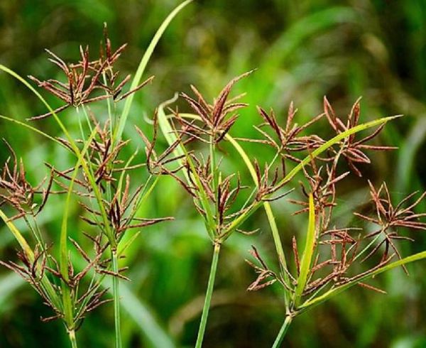 香附子长什么样_香附子图片特征识别-第2张图片-山城妙识