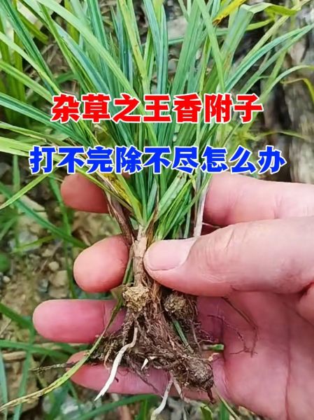 香附子长什么样_香附子图片特征识别-第3张图片-山城妙识