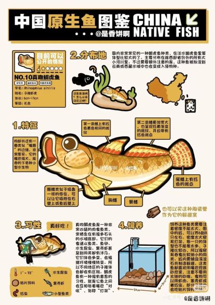 鰕虎鱼怎么养_鰕虎鱼吃什么-第1张图片-山城妙识