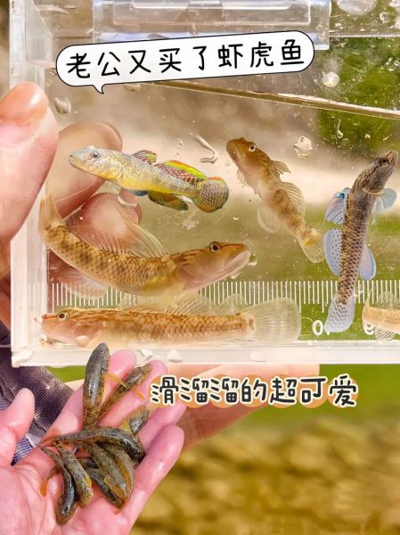 鰕虎鱼怎么养_鰕虎鱼吃什么-第3张图片-山城妙识