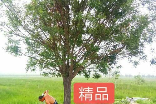 国槐价格多少钱一棵_国槐价格表2024-第1张图片-山城妙识
