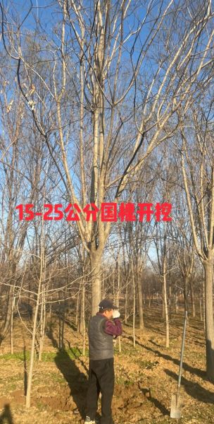 国槐价格多少钱一棵_国槐价格表2024-第2张图片-山城妙识