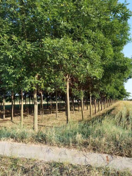 国槐价格多少钱一棵_国槐价格表2024-第3张图片-山城妙识