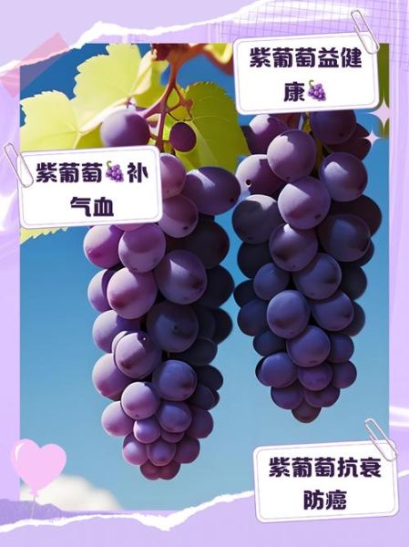 葡萄的营养价值及功效_吃葡萄有什么好处-第2张图片-山城妙识