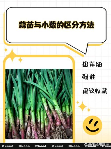 蒜苗和葱的区别_怎么区分蒜苗和葱-第2张图片-山城妙识