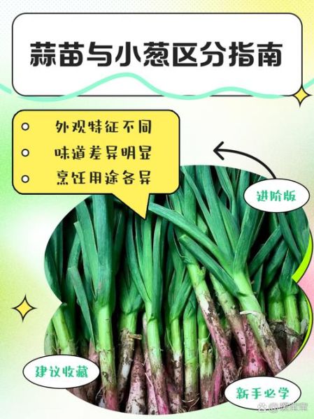 蒜苗和葱的区别_怎么区分蒜苗和葱-第1张图片-山城妙识