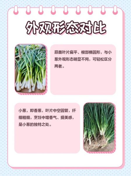 蒜苗和葱的区别_怎么区分蒜苗和葱-第3张图片-山城妙识