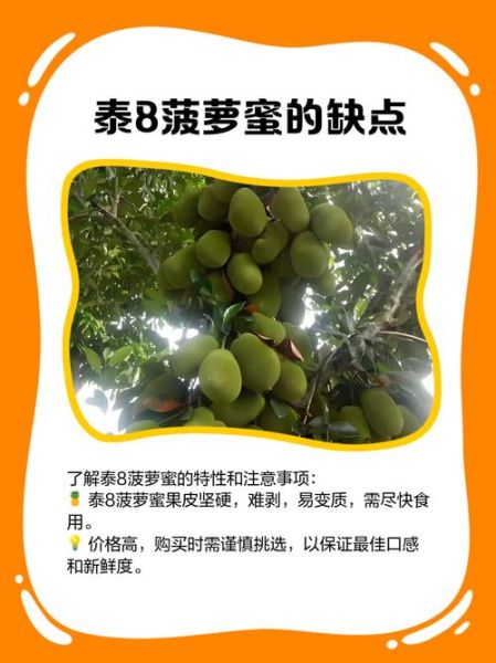 菠萝菠萝菠萝蜜菠萝菠萝8是什么_菠萝菠萝菠萝蜜菠萝菠萝8怎么用-第2张图片-山城妙识
