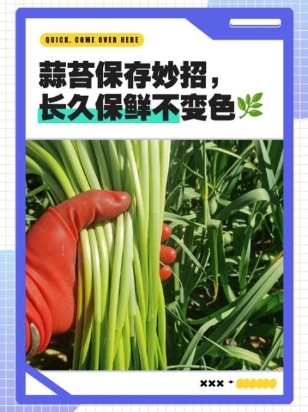 蒜台怎么保存时间长_蒜台图片大全-第3张图片-山城妙识