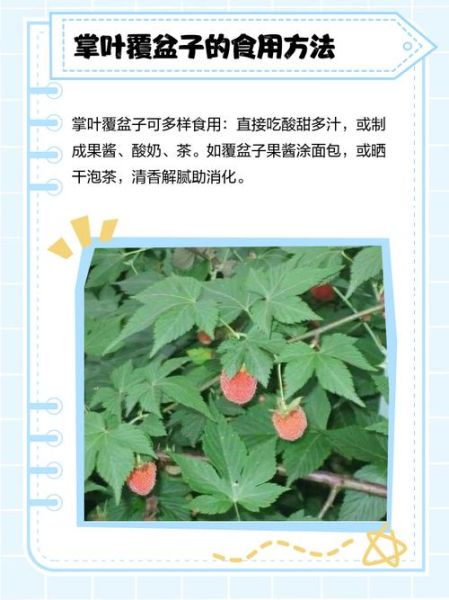 掌叶覆盆子长什么样_掌叶覆盆子与树莓区别-第1张图片-山城妙识