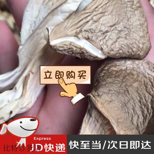 鲍鱼菇干怎么泡发_鲍鱼菇干怎么炒才好吃-第1张图片-山城妙识