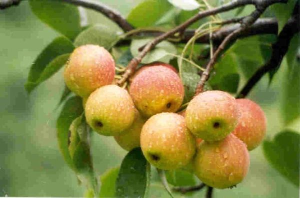南国梨图片_如何挑选正宗南国梨-第2张图片-山城妙识