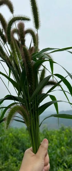 良莠不齐是什么意思_如何辨别良莠不齐-第1张图片-山城妙识