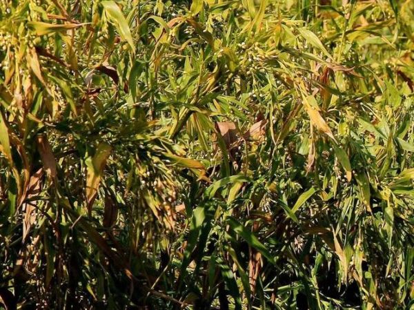 红豆薏米水喝了毁容_是真的吗-第2张图片-山城妙识