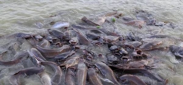 鲶鱼吃人真的吗_鲶鱼攻击人类案例-第2张图片-山城妙识