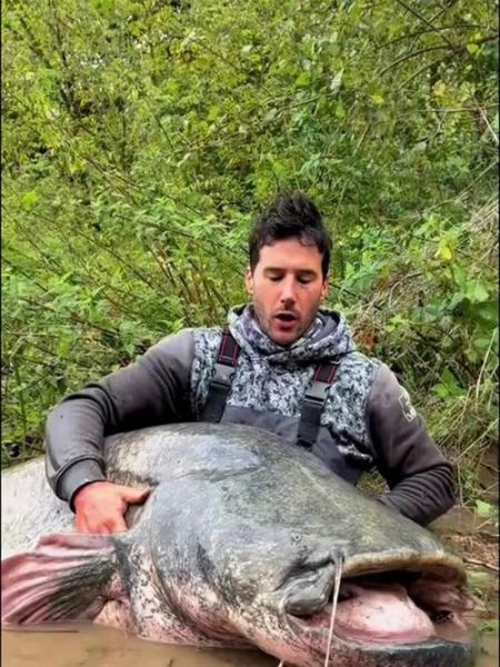 鲶鱼吃人真的吗_鲶鱼攻击人类案例-第1张图片-山城妙识