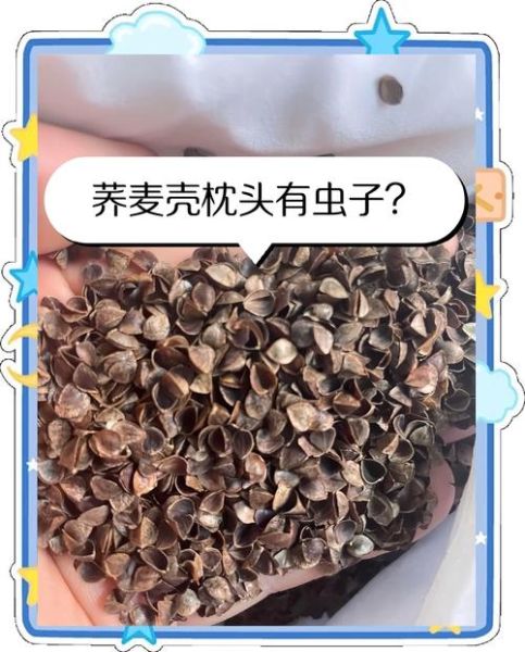 荞麦枕头长虫怎么办_荞麦枕头生虫怎么清洗-第3张图片-山城妙识