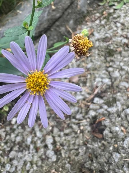 马兰头种植基地在哪里_马兰头种植前景怎么样-第3张图片-山城妙识 马兰头种植基地在哪里_马兰头种植前景怎么样-第3张图片-山城妙识