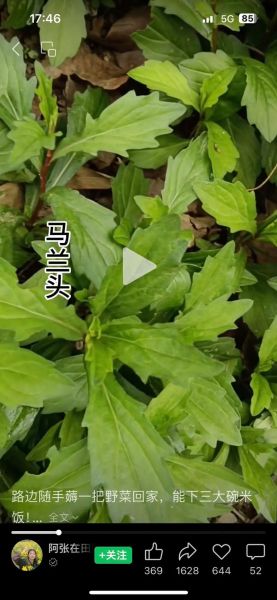 马兰头种植基地在哪里_马兰头种植前景怎么样-第1张图片-山城妙识 马兰头种植基地在哪里_马兰头种植前景怎么样-第1张图片-山城妙识
