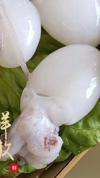 墨鱼仔怎么清洗_墨鱼仔清洗方法-第2张图片-山城妙识