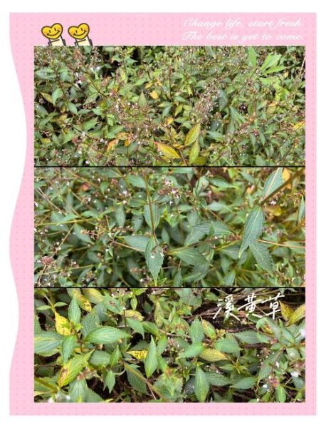 溪黄草的功效与作用_溪黄草怎么喝才安全-第2张图片-山城妙识