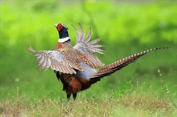 吃野鸡肉有什么危害_野鸡肉安全吗-第1张图片-山城妙识