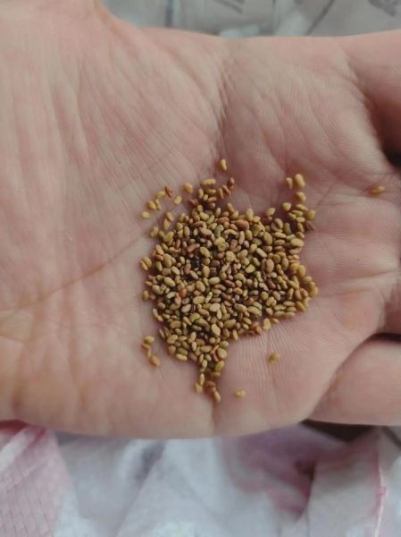 紫花苜蓿一亩几斤种子_播种量怎么算-第3张图片-山城妙识