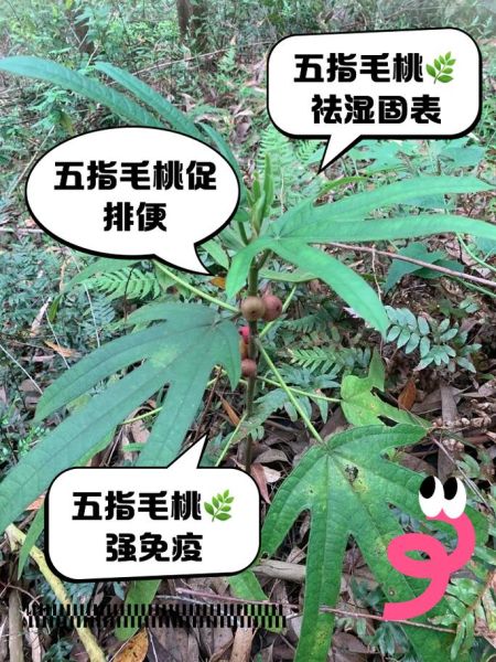 五指毛桃对女人有什么功效_女人喝五指毛桃汤的好处-第2张图片-山城妙识