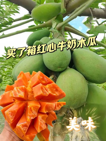 牛奶木瓜的功效与作用_牛奶木瓜怎么吃最好-第1张图片-山城妙识