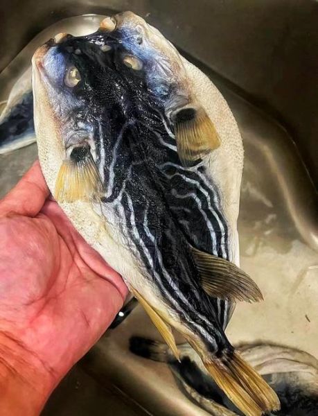 干河豚鱼怎么泡发_干河豚鱼的家常做法-第3张图片-山城妙识 干河豚鱼怎么泡发_干河豚鱼的家常做法-第3张图片-山城妙识